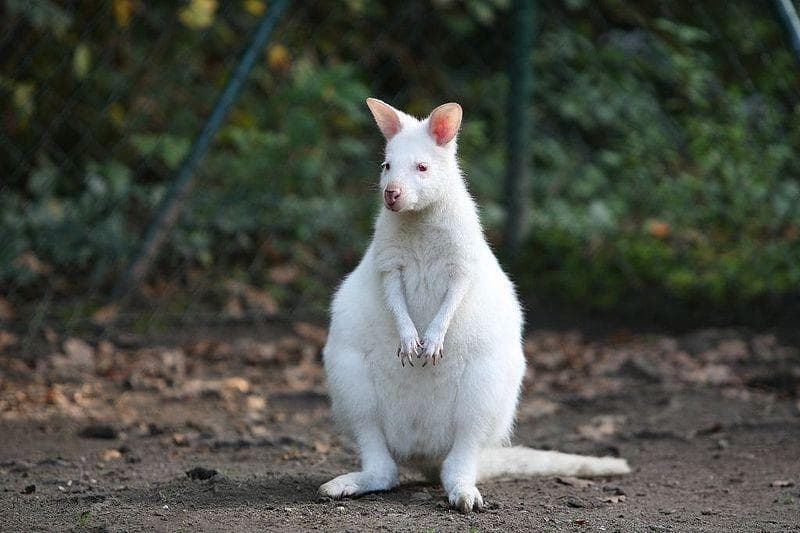 Albino Animal Pictures | Photo Gallery of Cute Leucistic Animals