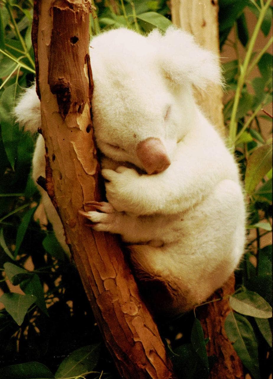 Albino Animal Pictures | Photo Gallery of Cute Leucistic Animals