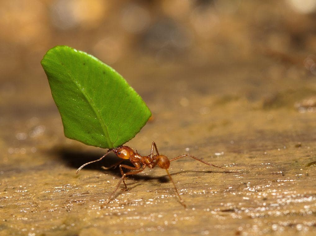 Strongest Animals in the World | List of Most Powerful Creatures on Earth
