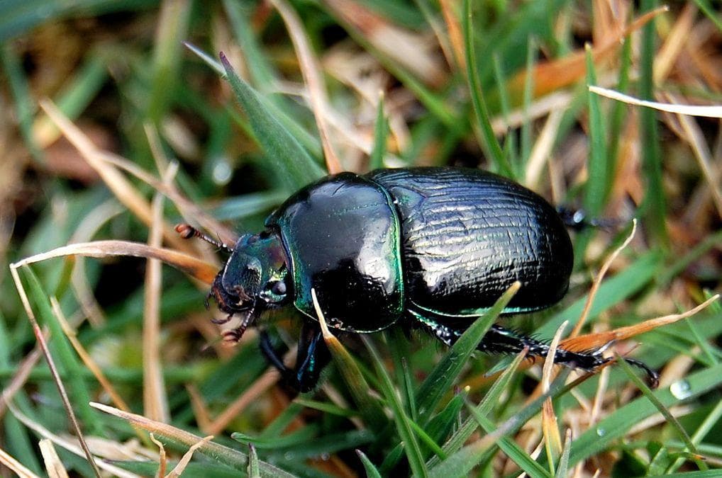 Strongest Animals in the World | List of Most Powerful Creatures on Earth