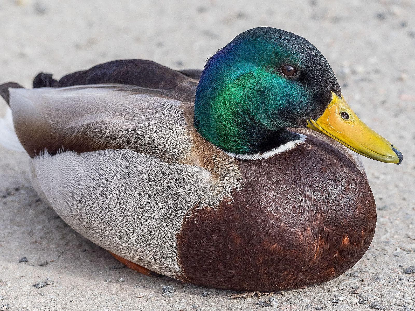 The Best of the Awwducational Subreddit, Ranked