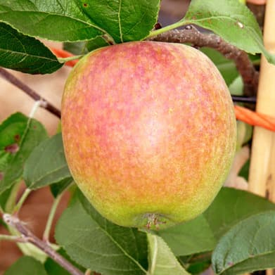 The Coolest Apple Names