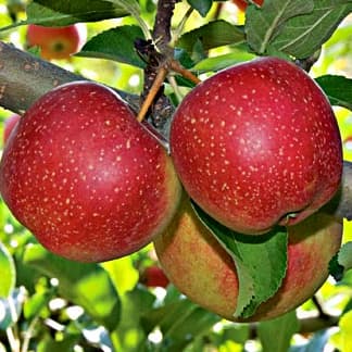 The Coolest Apple Names