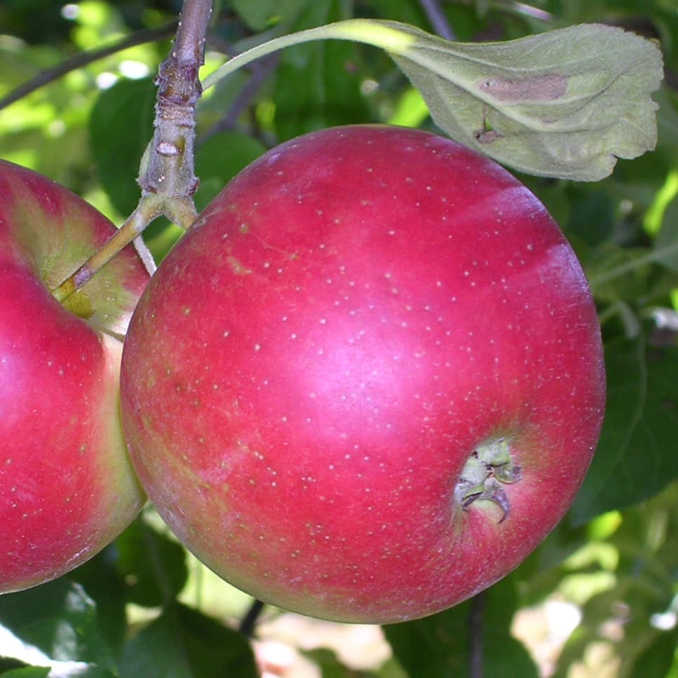 The Coolest Apple Names