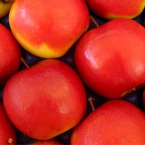 The Coolest Apple Names