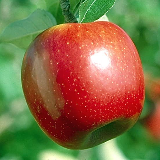 The Coolest Apple Names