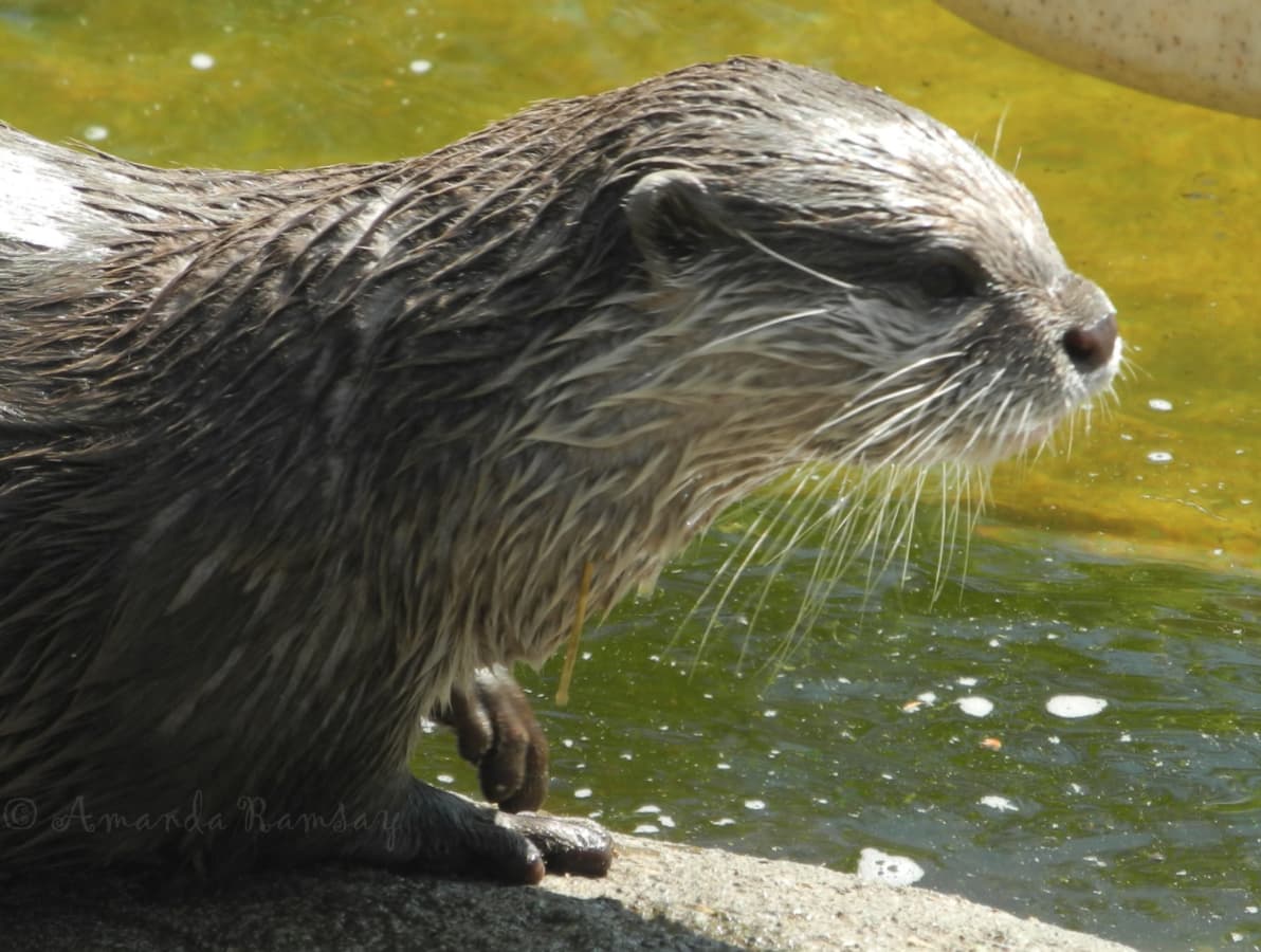 Otter Facts | List of Interesting Things About Otters