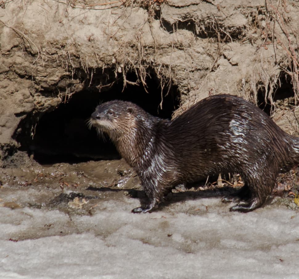 Otter Facts | List of Interesting Things About Otters