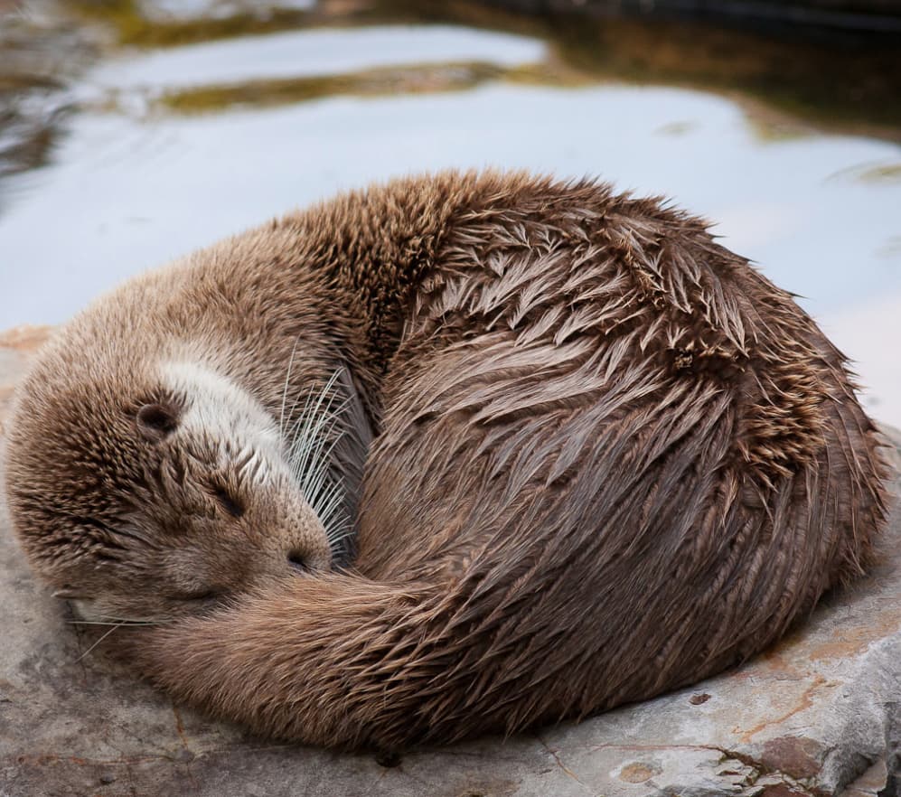 Otter Facts | List of Interesting Things About Otters