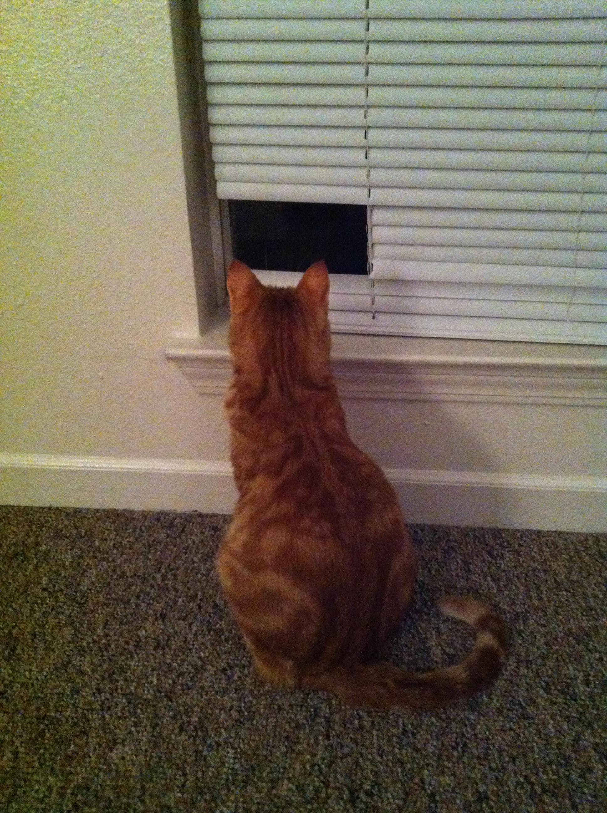 Things These Cats Are Looking At | Cute Cats Staring at Things