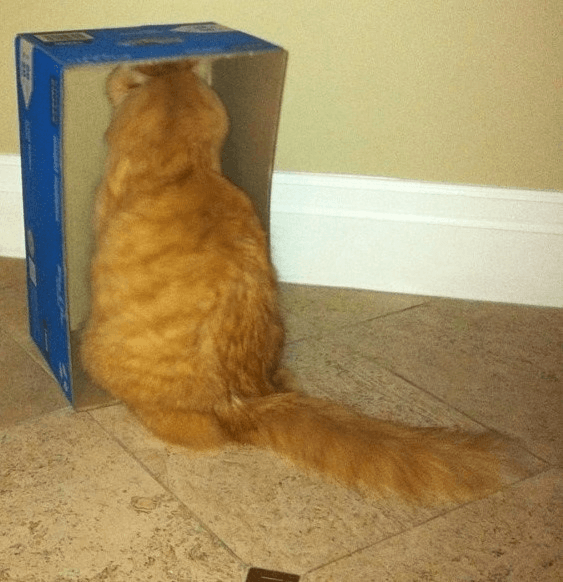 Things These Cats Are Looking At | Cute Cats Staring at Things