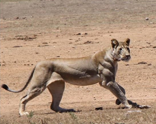 Muscular Animals Who Definitely Lift | Buff Dogs, Kangaroos & More