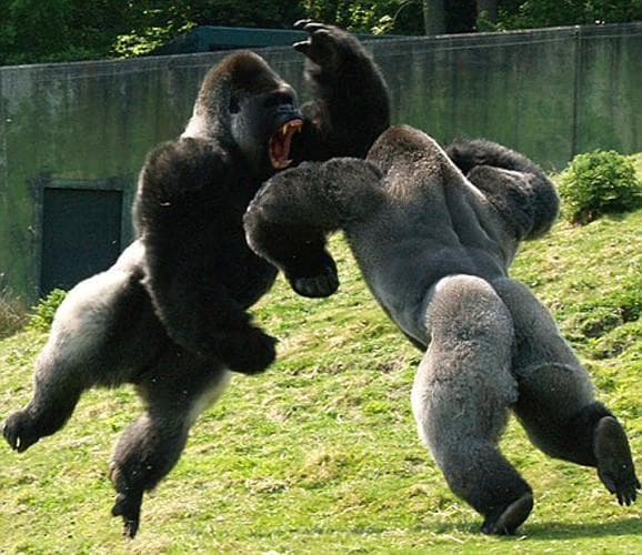 Muscular Animals Who Definitely Lift | Buff Dogs, Kangaroos & More
