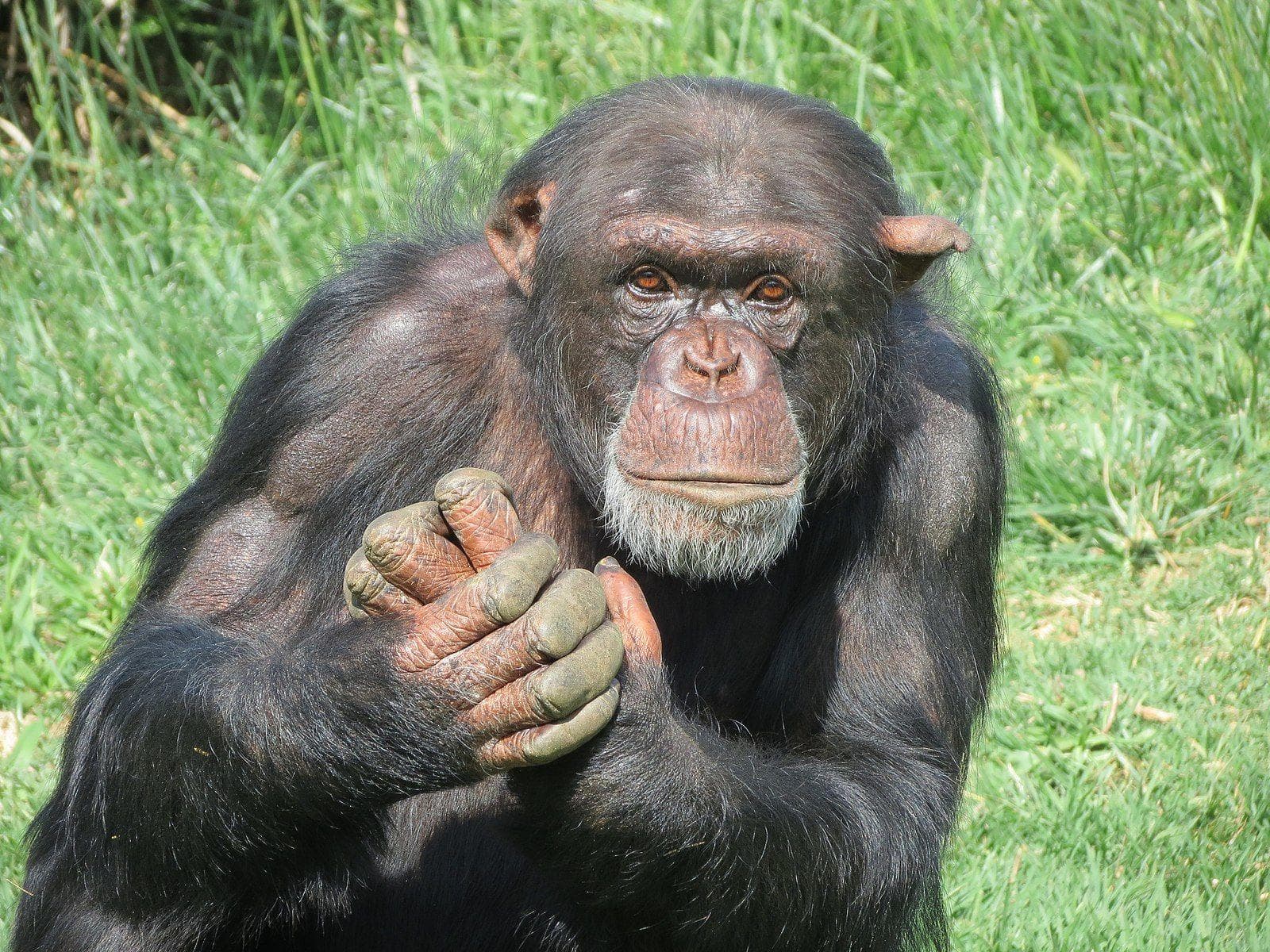 Muscular Animals Who Definitely Lift | Buff Dogs, Kangaroos & More