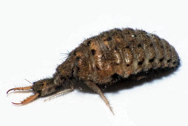 Gross Bugs | Scariest Bugs List