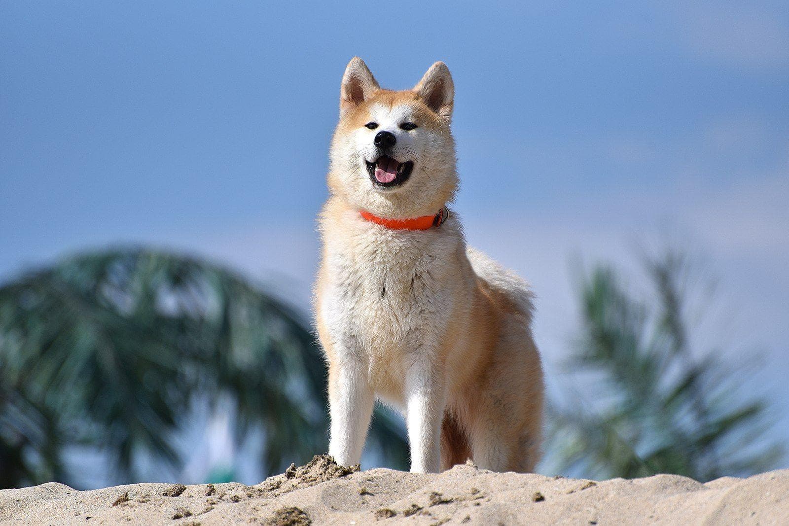 Amazing Stories of Pets Returning Home