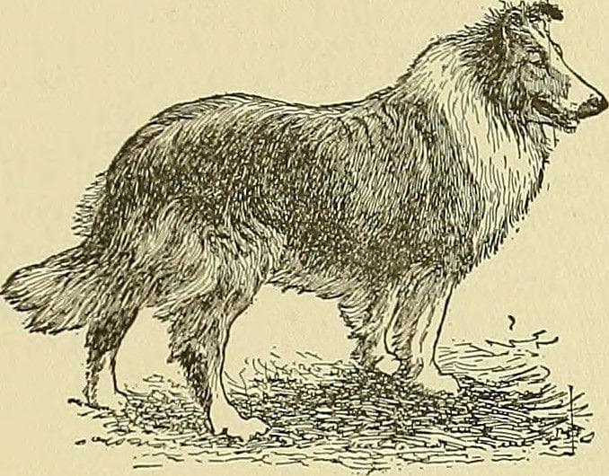 Amazing Stories of Pets Returning Home