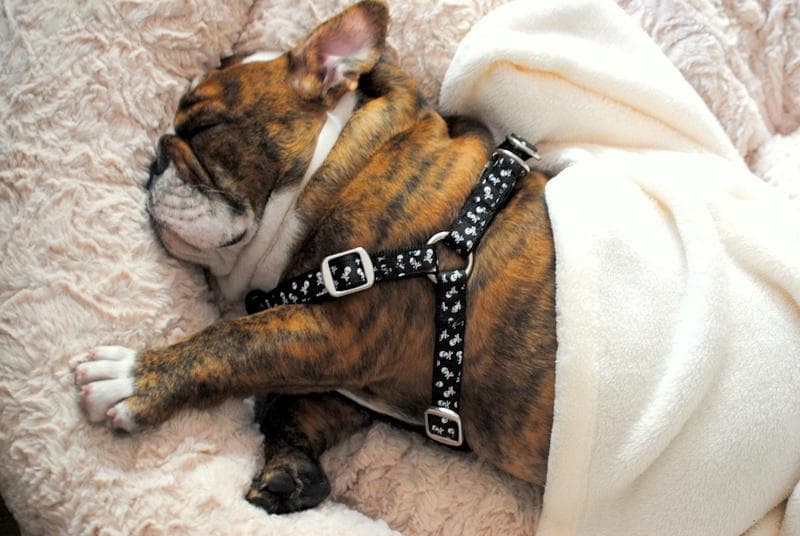 Random Best Female Dog Names | Best Random Tools