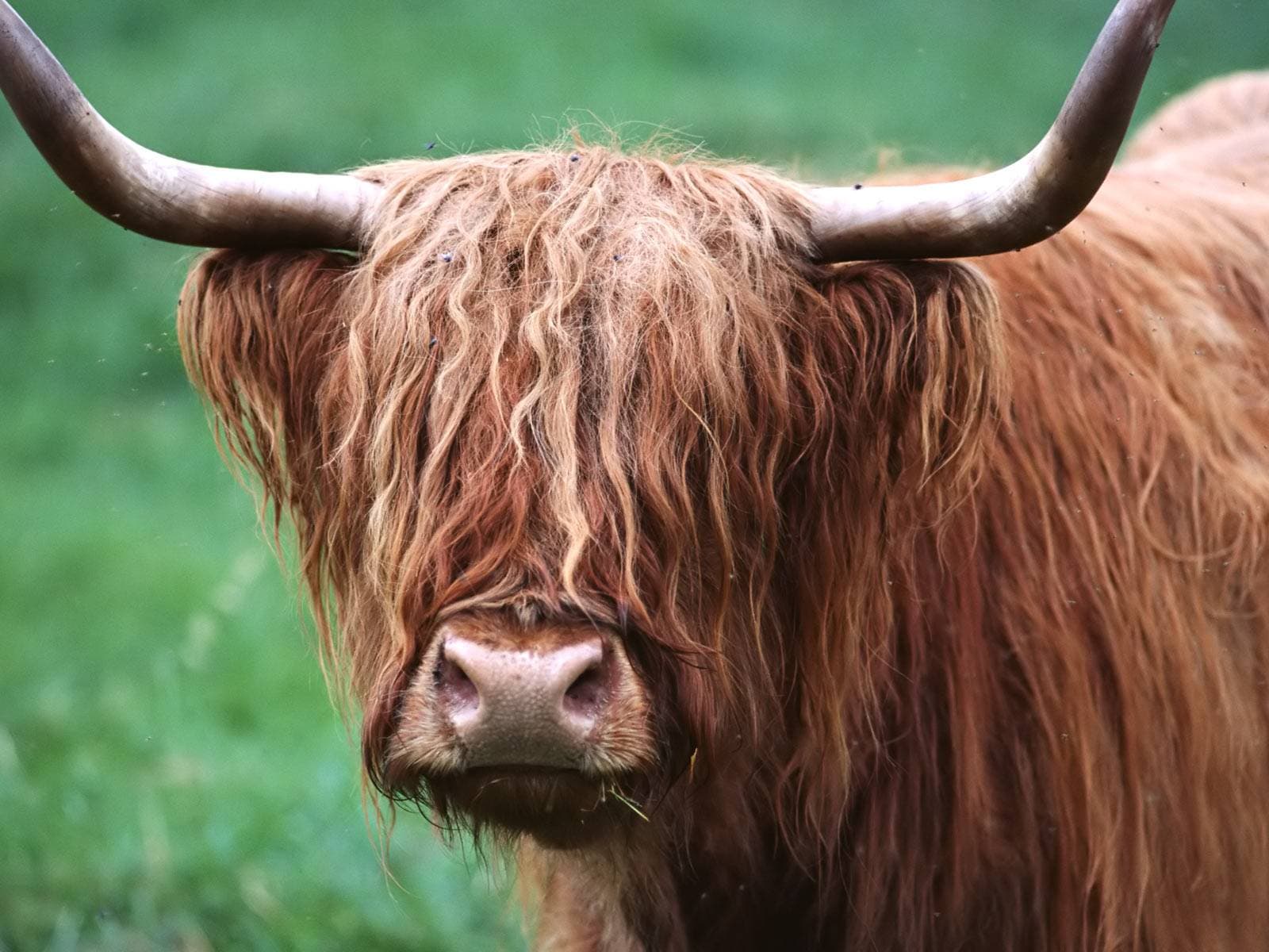 Animals with Beautiful Hair