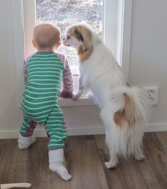 Adorable Pictures of Dogs and Babies that Will Melt Your Heart