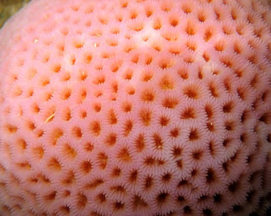 These Vomit-Inducing Photos Will Trigger Your Trypophobia