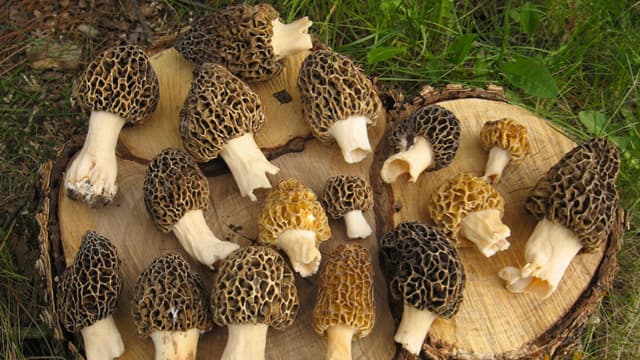 These Vomit-Inducing Photos Will Trigger Your Trypophobia