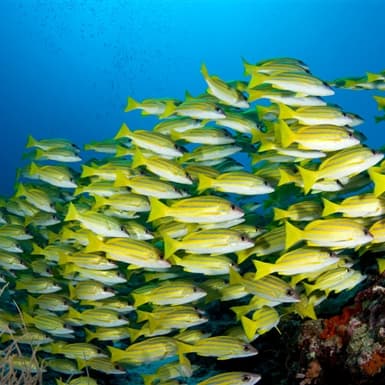 The Best Words Invented by Shakespeare