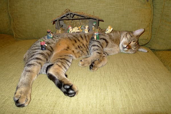 13 Nativity Scenes That Are Way Funnier Than Normal Ones