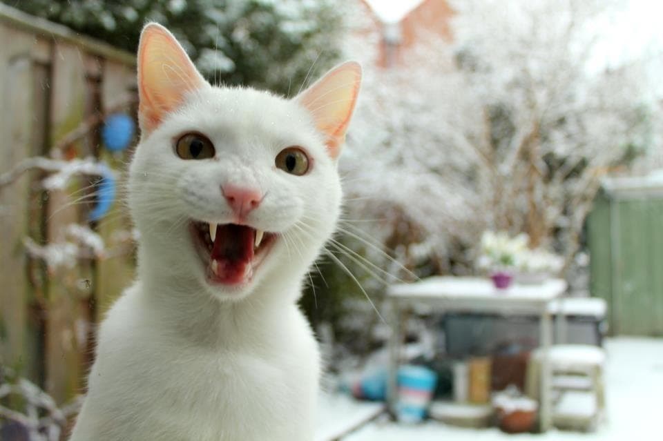 20 Adorable Pictures of Cats Playing in the Snow