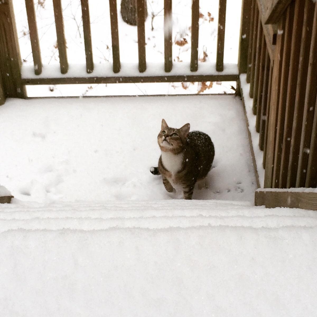 20 Adorable Pictures of Cats Playing in the Snow