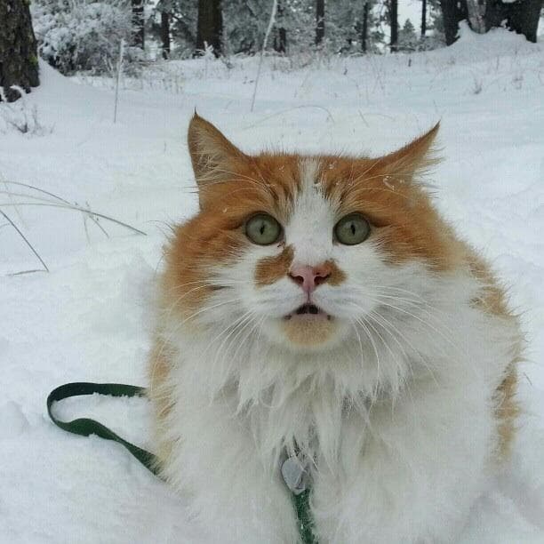 20 Adorable Pictures of Cats Playing in the Snow