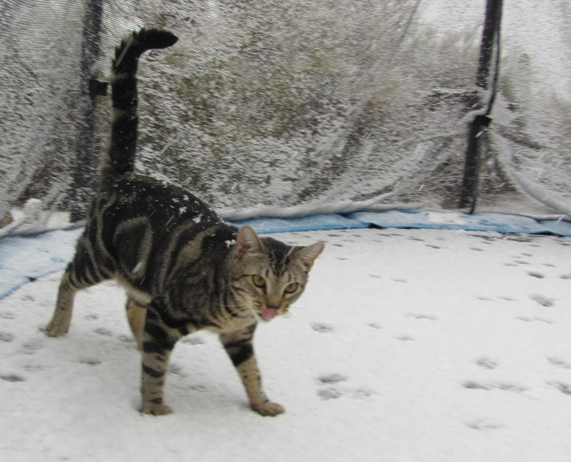 20 Adorable Pictures of Cats Playing in the Snow