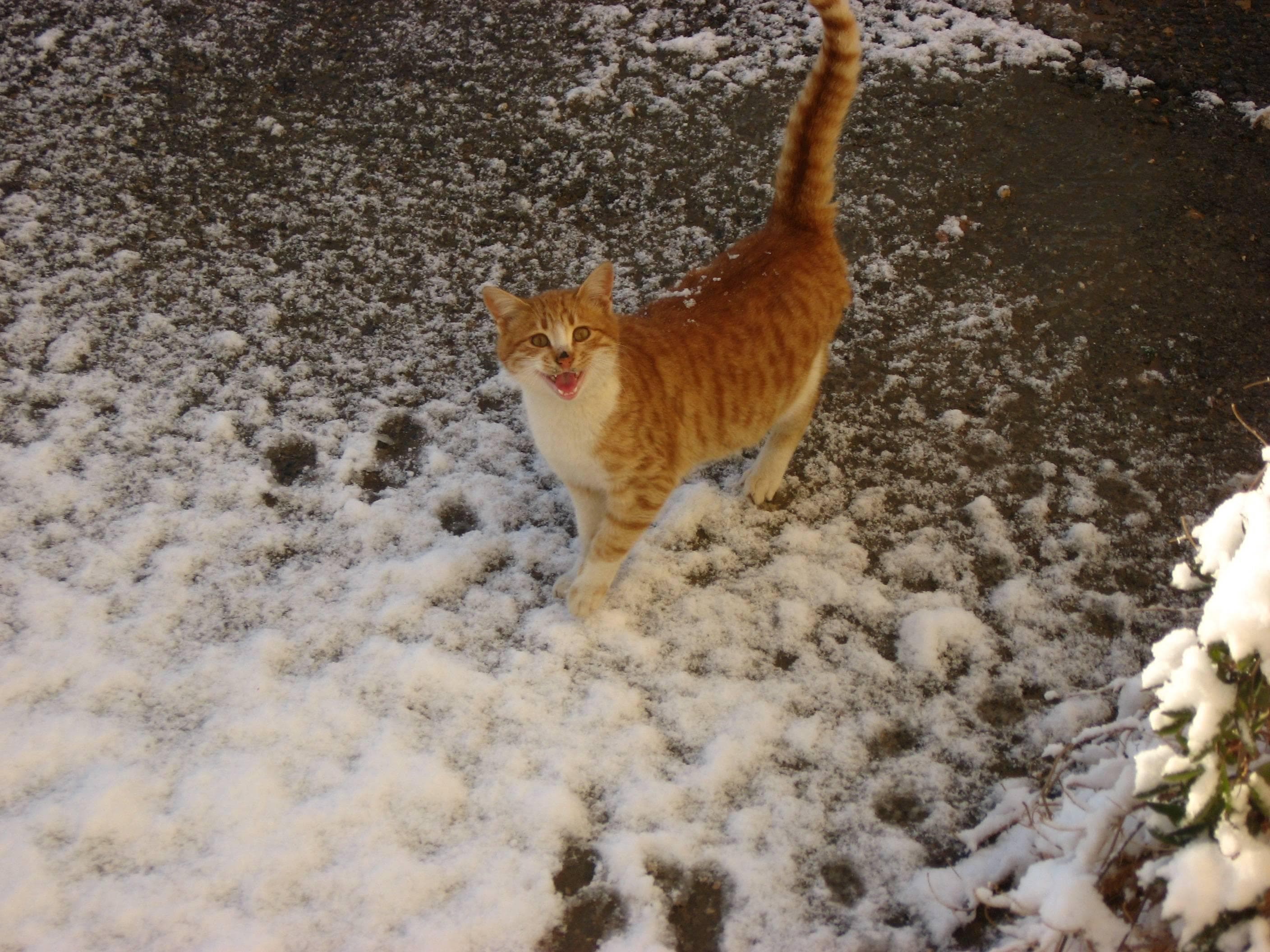 20 Adorable Pictures of Cats Playing in the Snow