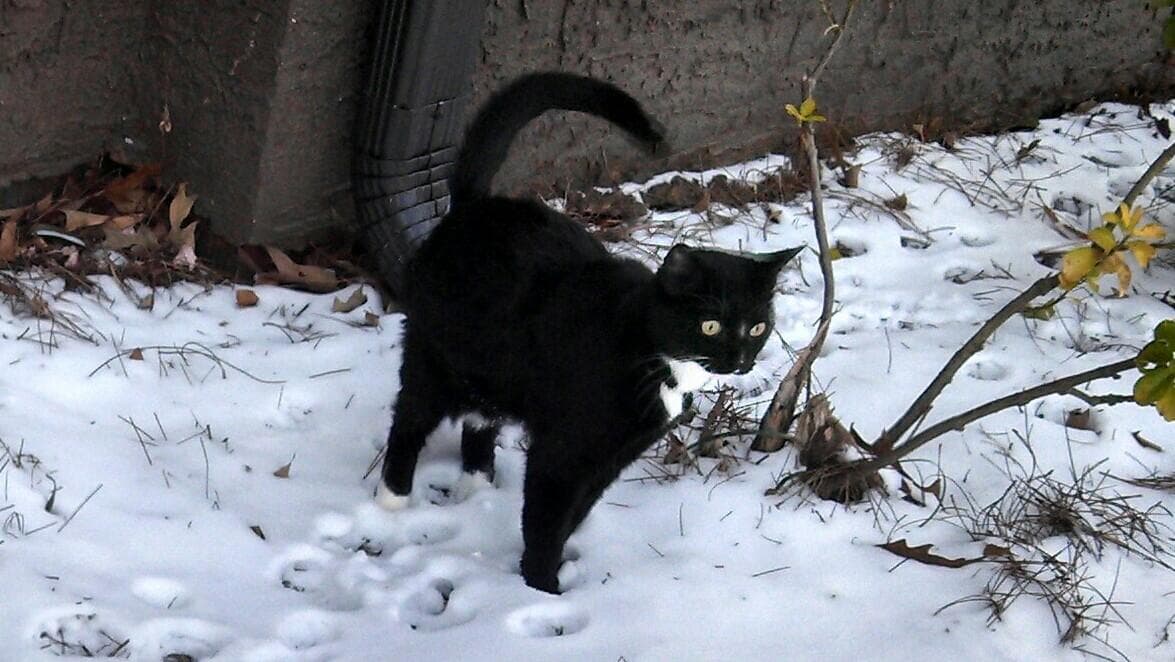 20 Adorable Pictures of Cats Playing in the Snow