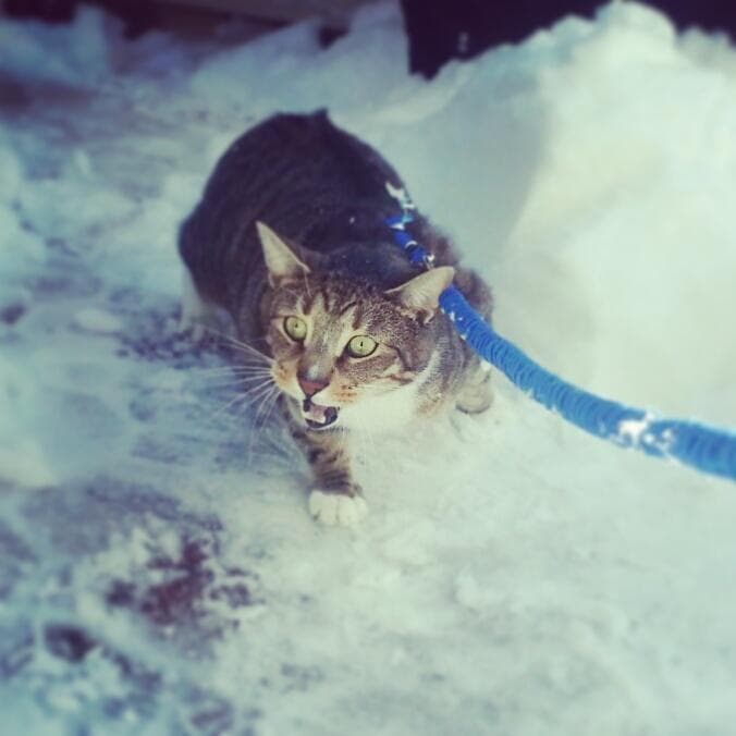 20 Adorable Pictures of Cats Playing in the Snow