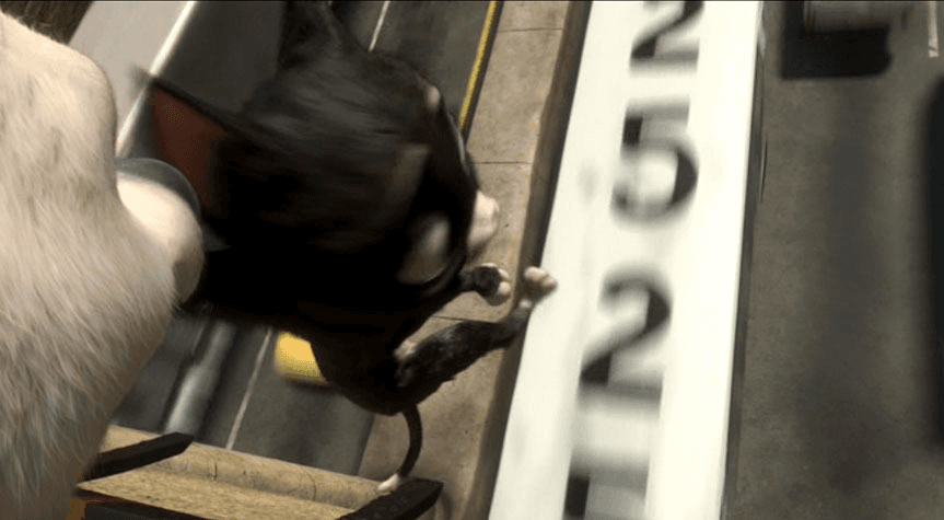 Easter Eggs Hidden in New Disney Movies