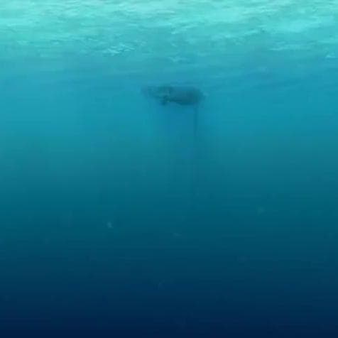 The Best 'Finding Nemo' Quotes, Ranked by Fans