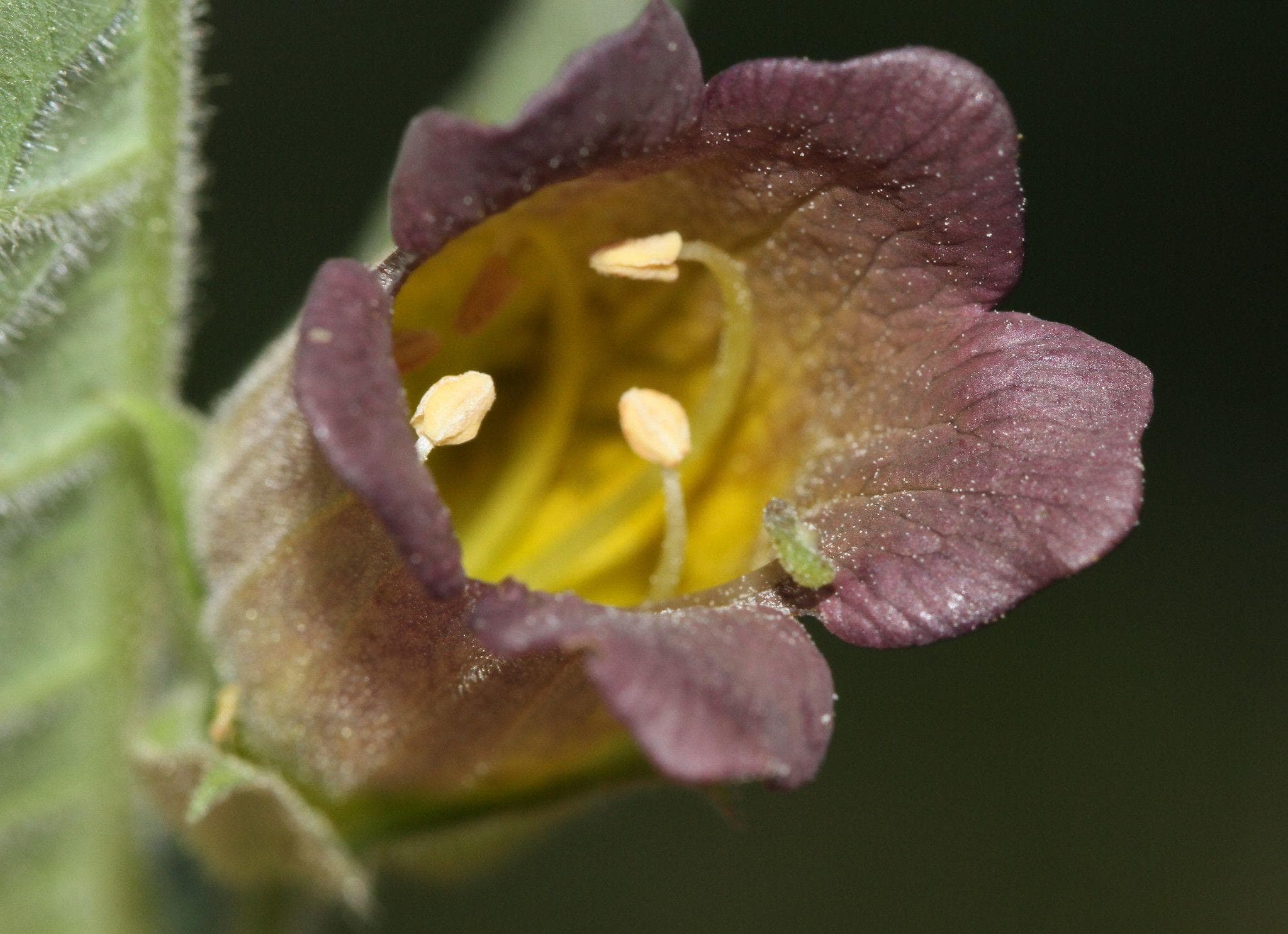 Craziest Historical Medicine | Weird Medical Practices