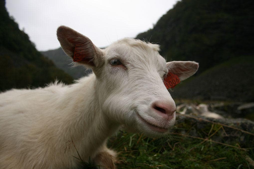 Gross Things Found in Hotel Rooms