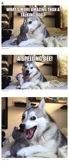 The Best Animal Memes