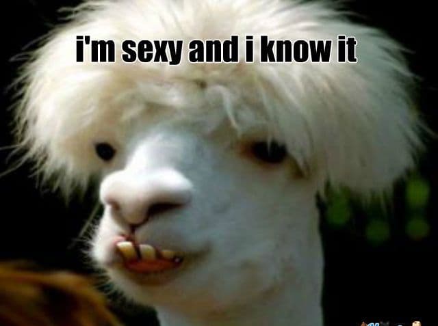 The Best Goat Memes, Jokes, And Puns