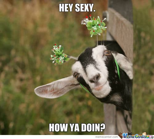 The Best Goat Memes, Jokes, And Puns