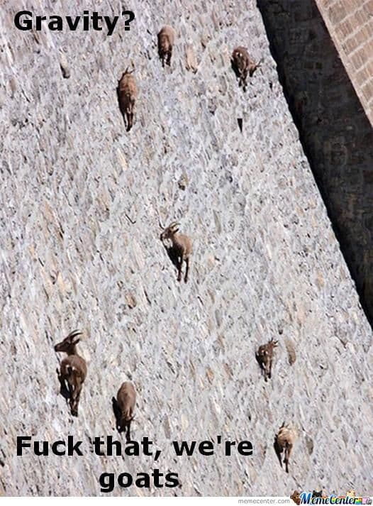 The Best Goat Memes, Jokes, And Puns