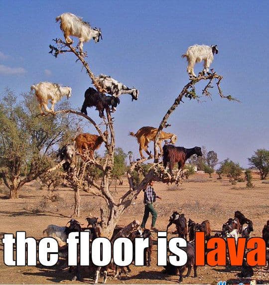 The Best Goat Memes, Jokes, And Puns