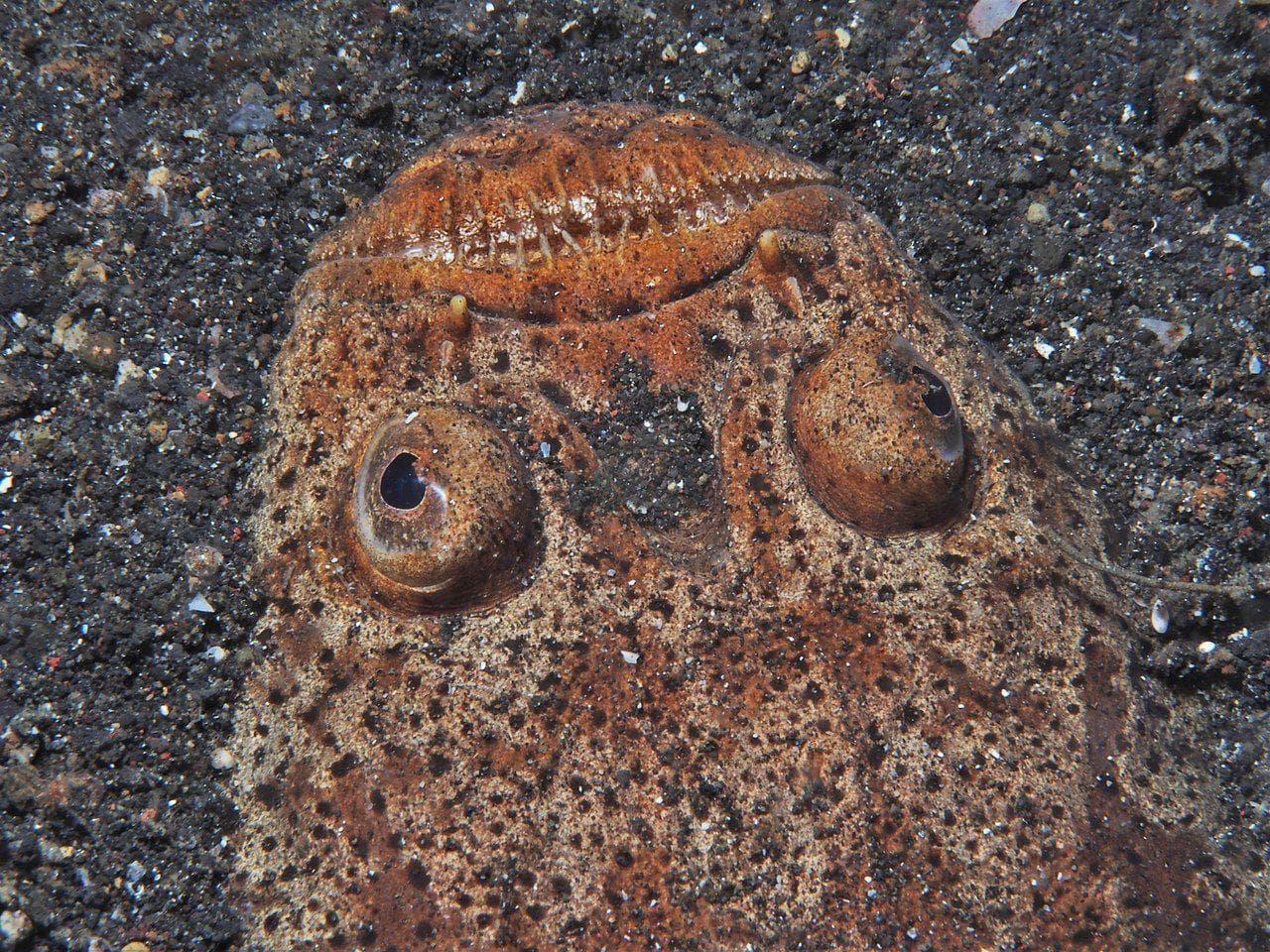 Deep Sea Fish | Scary Fish and Sea Creatures