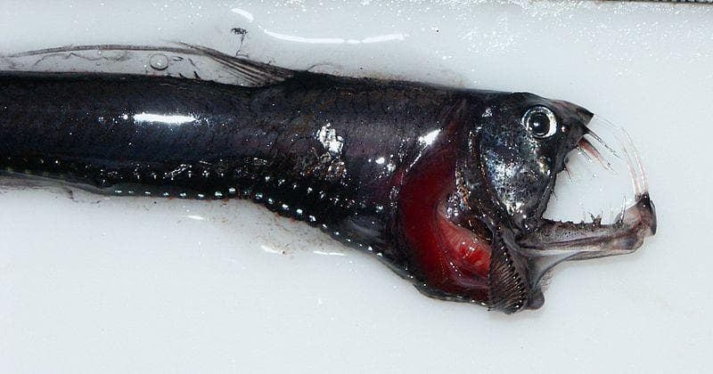 Deep Sea Fish | Scary Fish and Sea Creatures