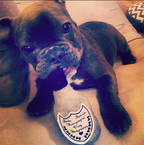 Rich Dogs of Instagram | Spoiled Dog Pictures