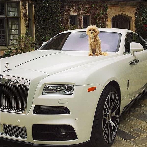 Rich Dogs of Instagram | Spoiled Dog Pictures