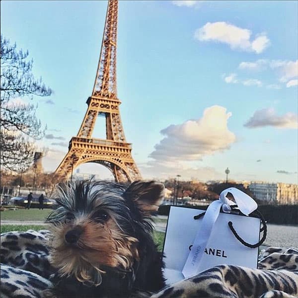 Rich Dogs of Instagram | Spoiled Dog Pictures