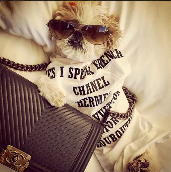 Rich Dogs of Instagram | Spoiled Dog Pictures